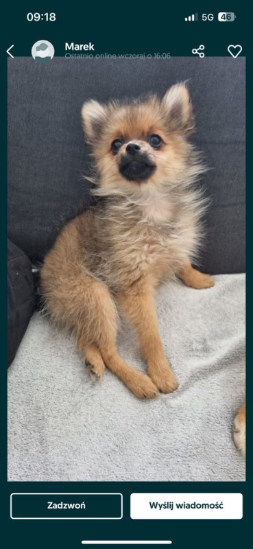 Pieski bardzo sliczne do adopxji - Psy i szczenięta - Gratisy - Oddam ...